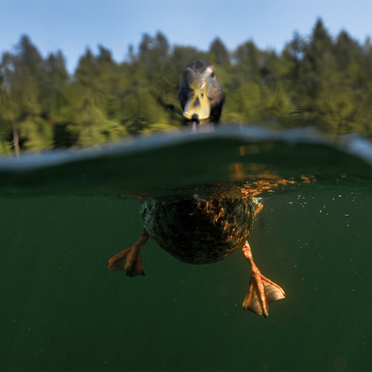 Artwork – Robin Layton